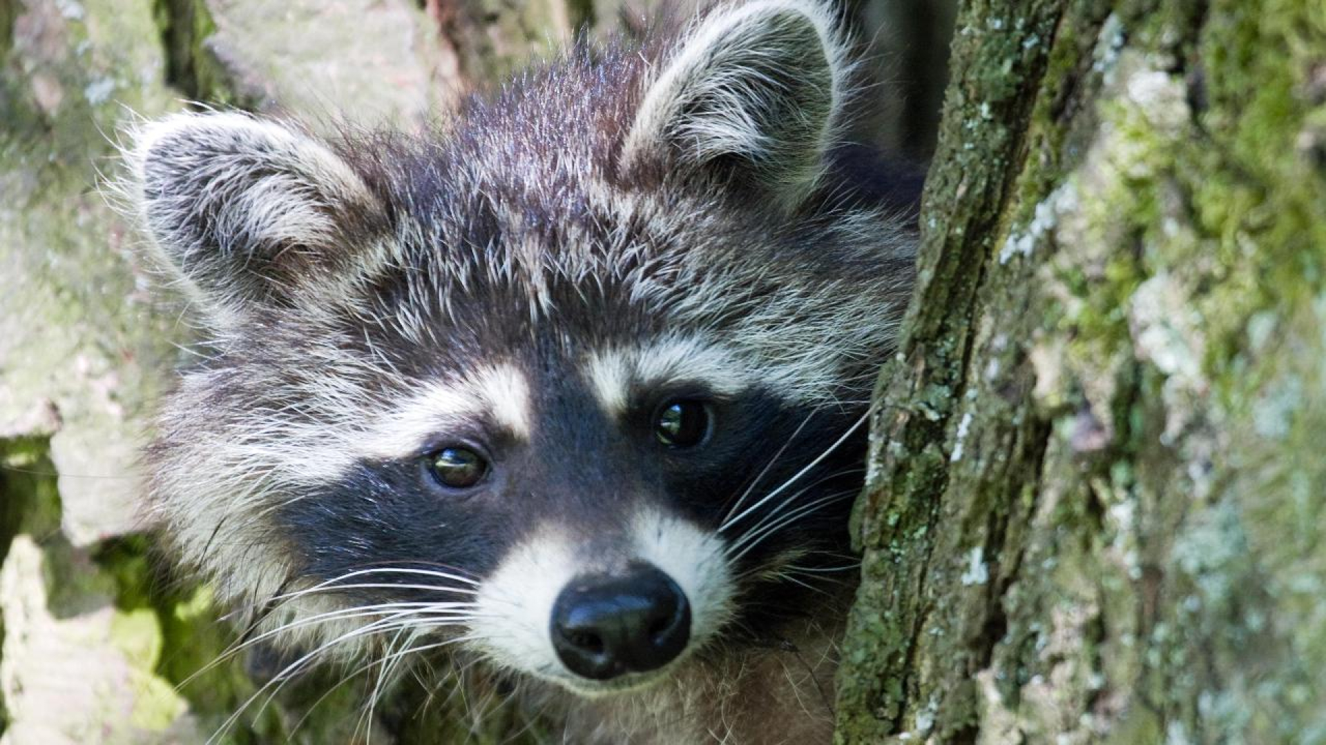 La historia real de Ginger, el mapache que se ha hecho viral con ‘Pedro ...